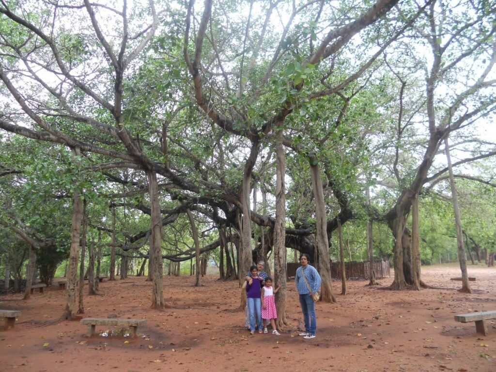 Pondicherry, to see the century old banyan tree at Auroville. – Local Goan